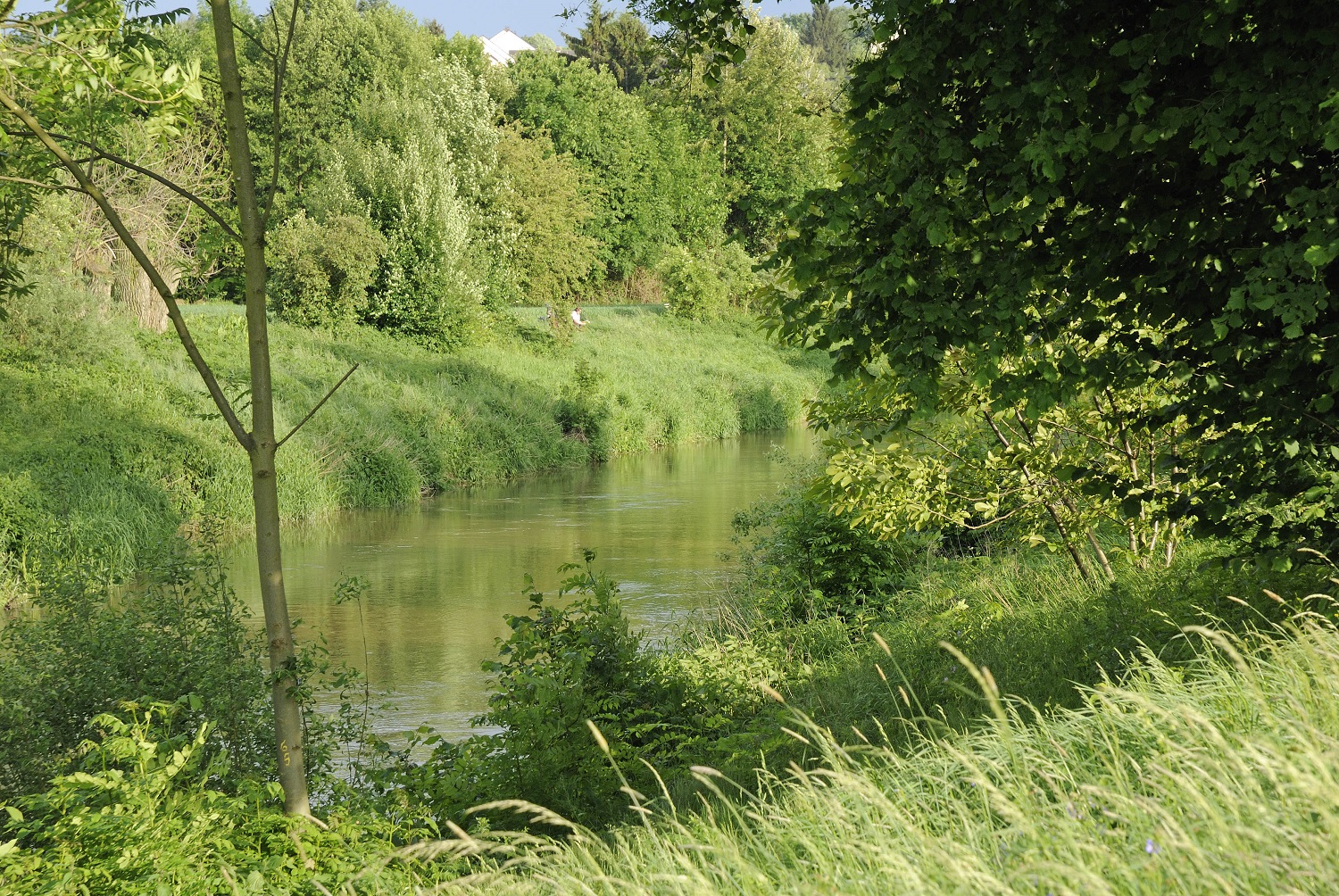 Wehrsenkungen für die Fischwanderung in der Nidda - Sossenheim ...